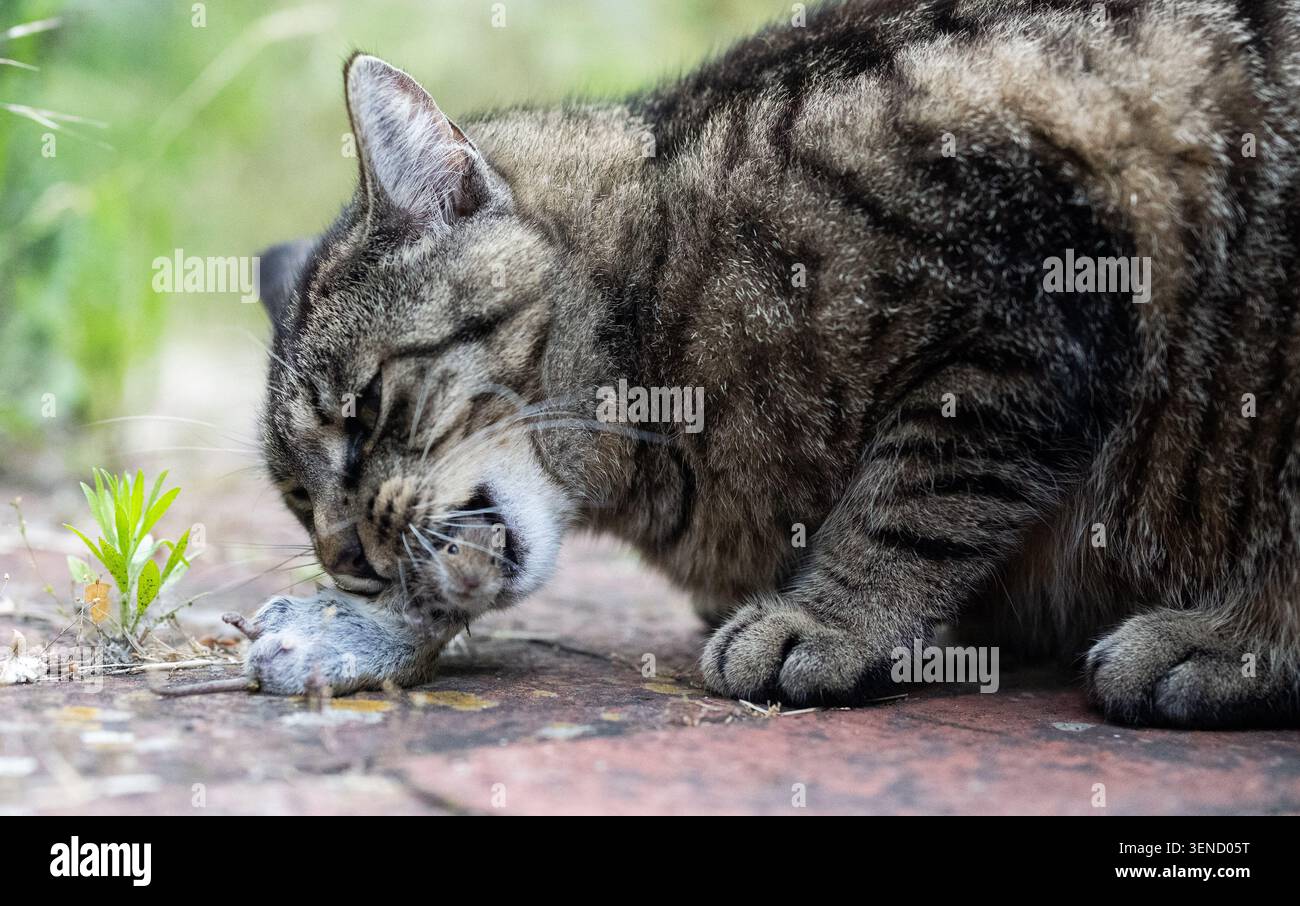 11 June 2026, Lower Saxony, Hanover: A cat bites at a previously caught ...
