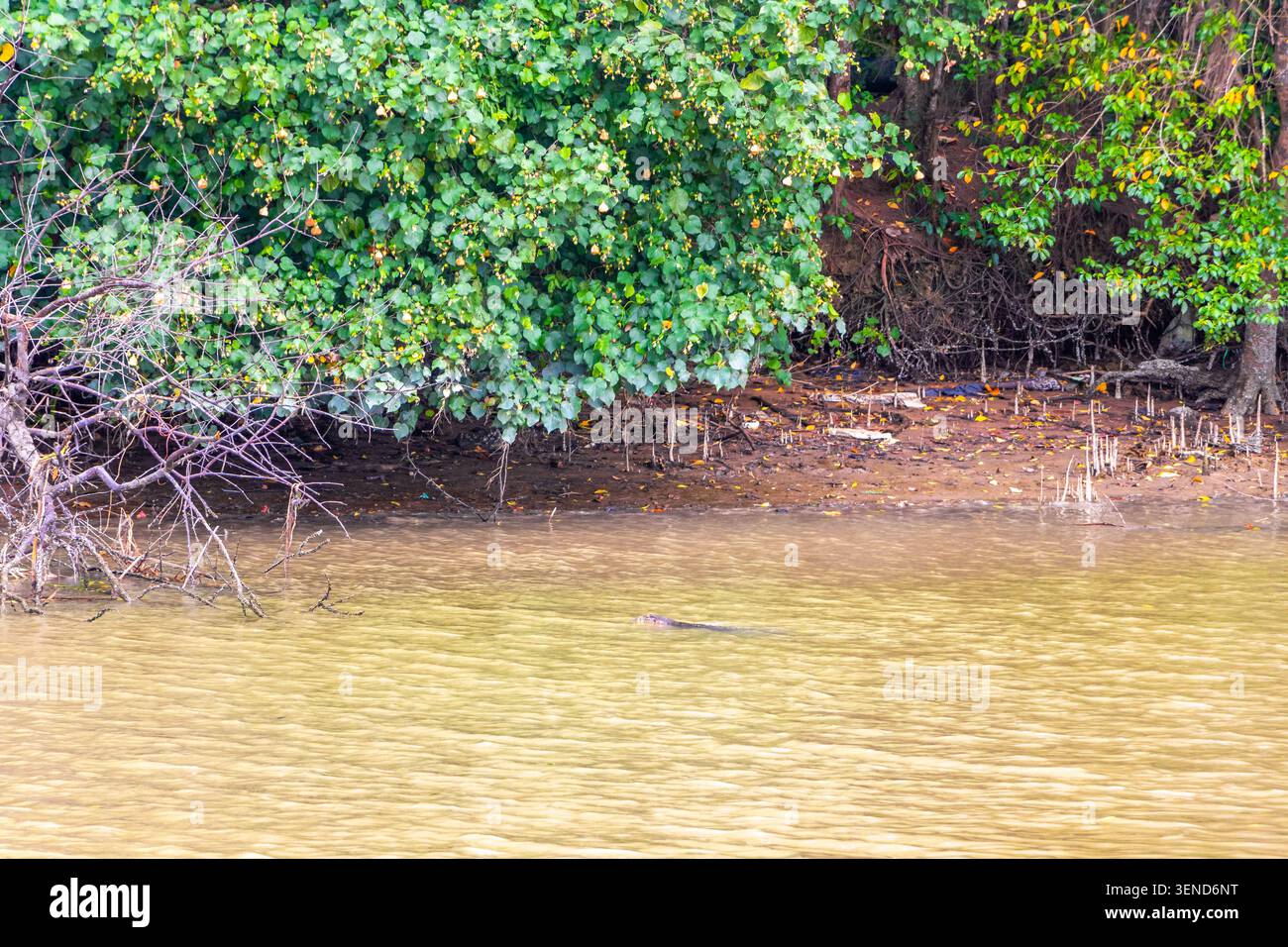 Beaver swimming through Thailand mangroves as fish leaps from tropical ...