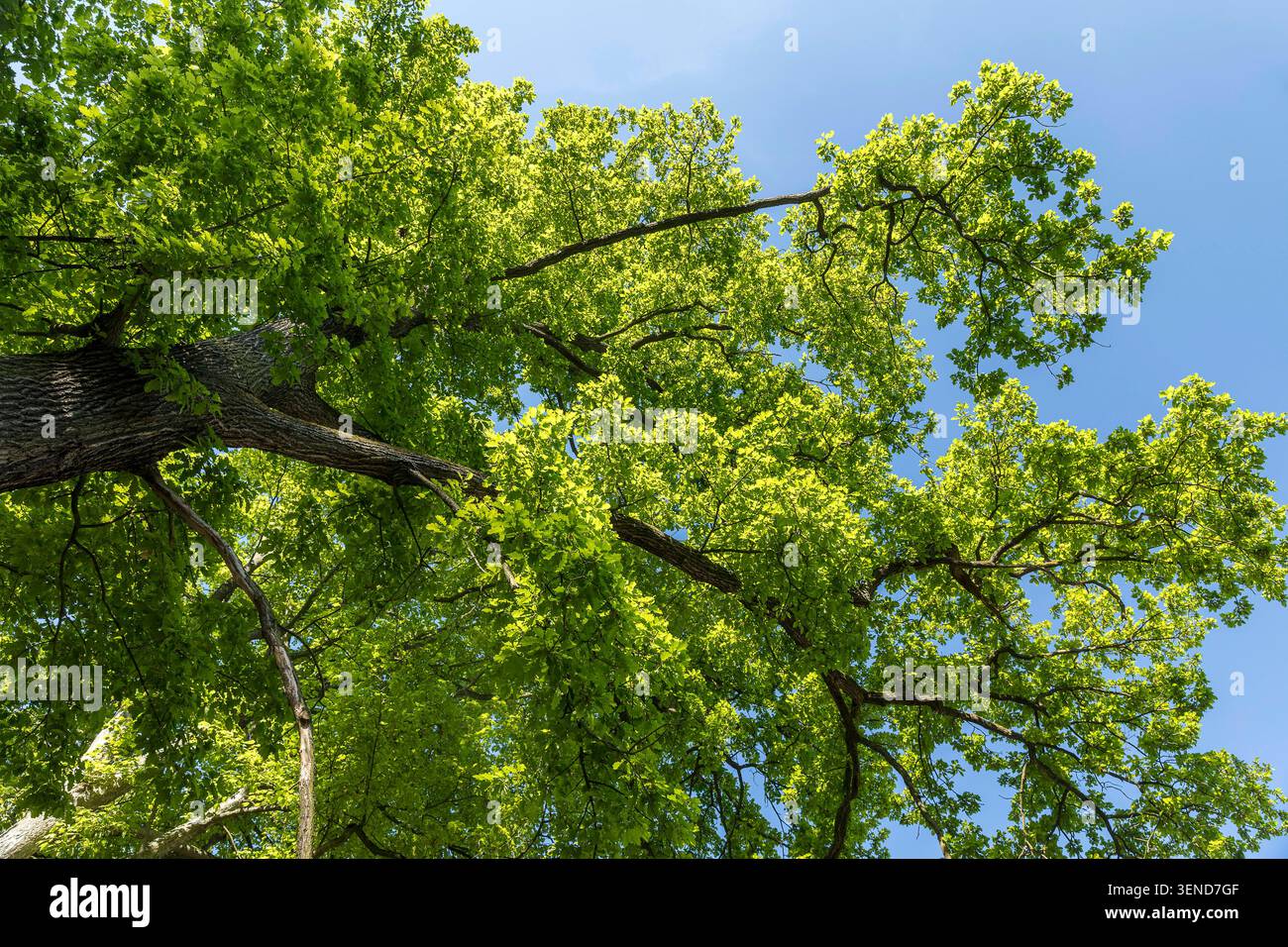 alte Eiche quercus im Schlosspark Netzschkau, Vogtland, Sachsen ...