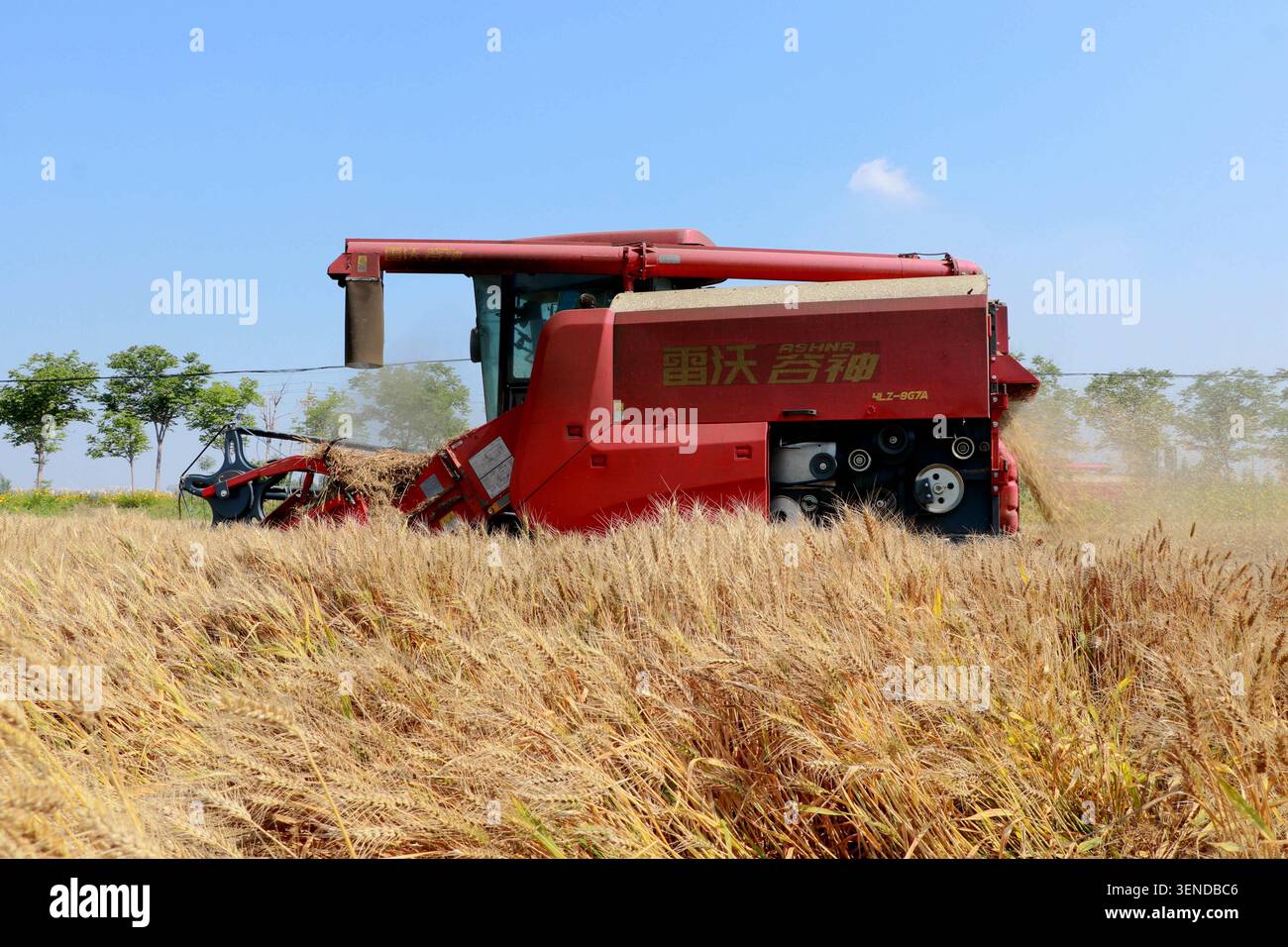 Agricultural workers use specialized harvesters to collect lodged wheat ...