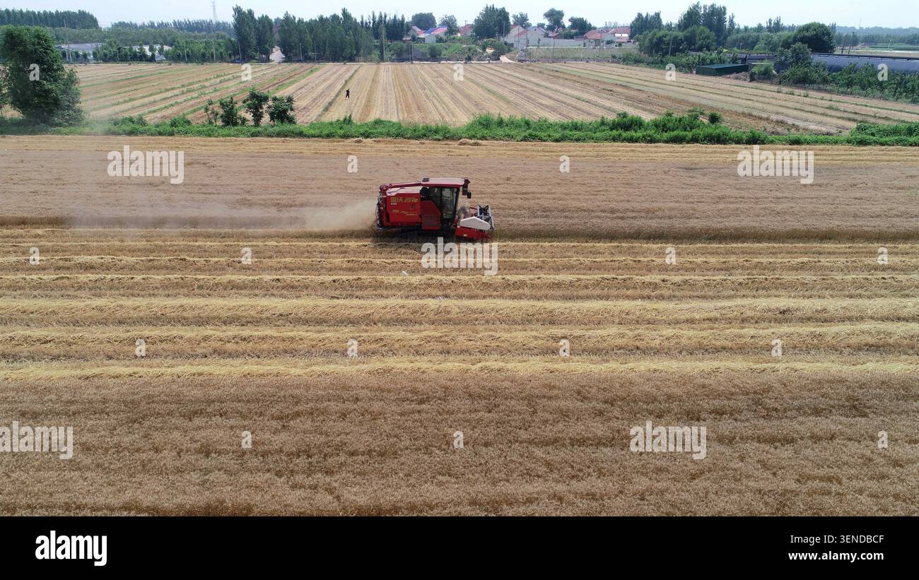 Agricultural workers use specialized harvesters to collect lodged wheat ...