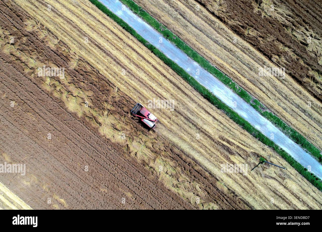 Agricultural workers use specialized harvesters to collect lodged wheat ...