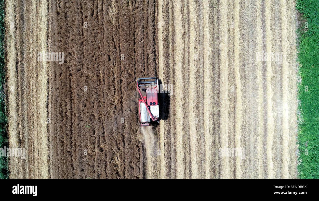 Agricultural workers use specialized harvesters to collect lodged wheat ...