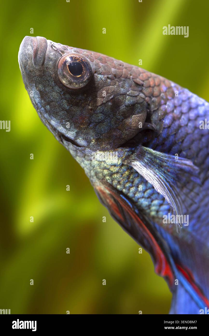 Close up portrait of a blue and black siamese fighting fish in an ...