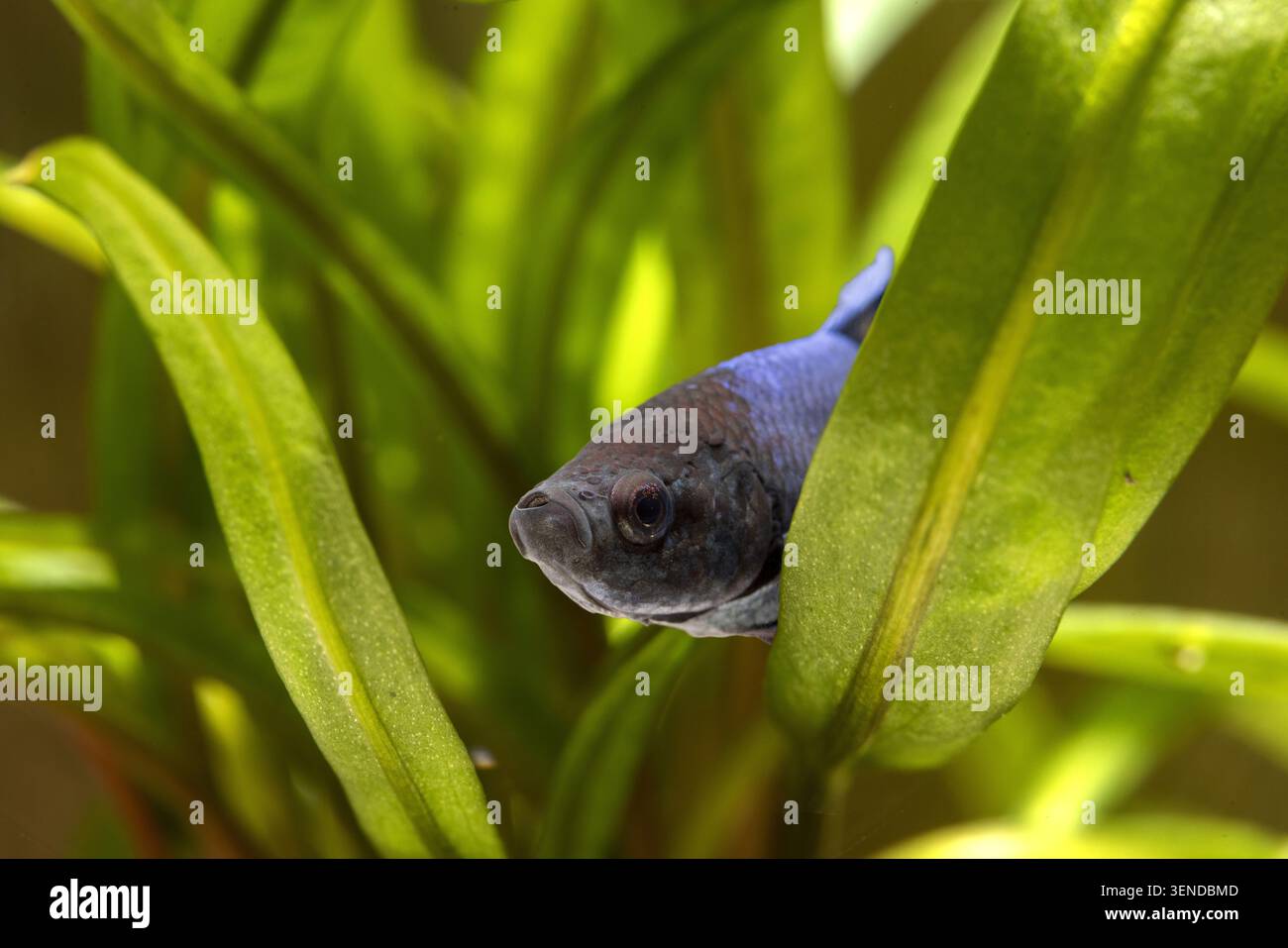 Close up portrait of a blue and black siamese fighting fish in an ...