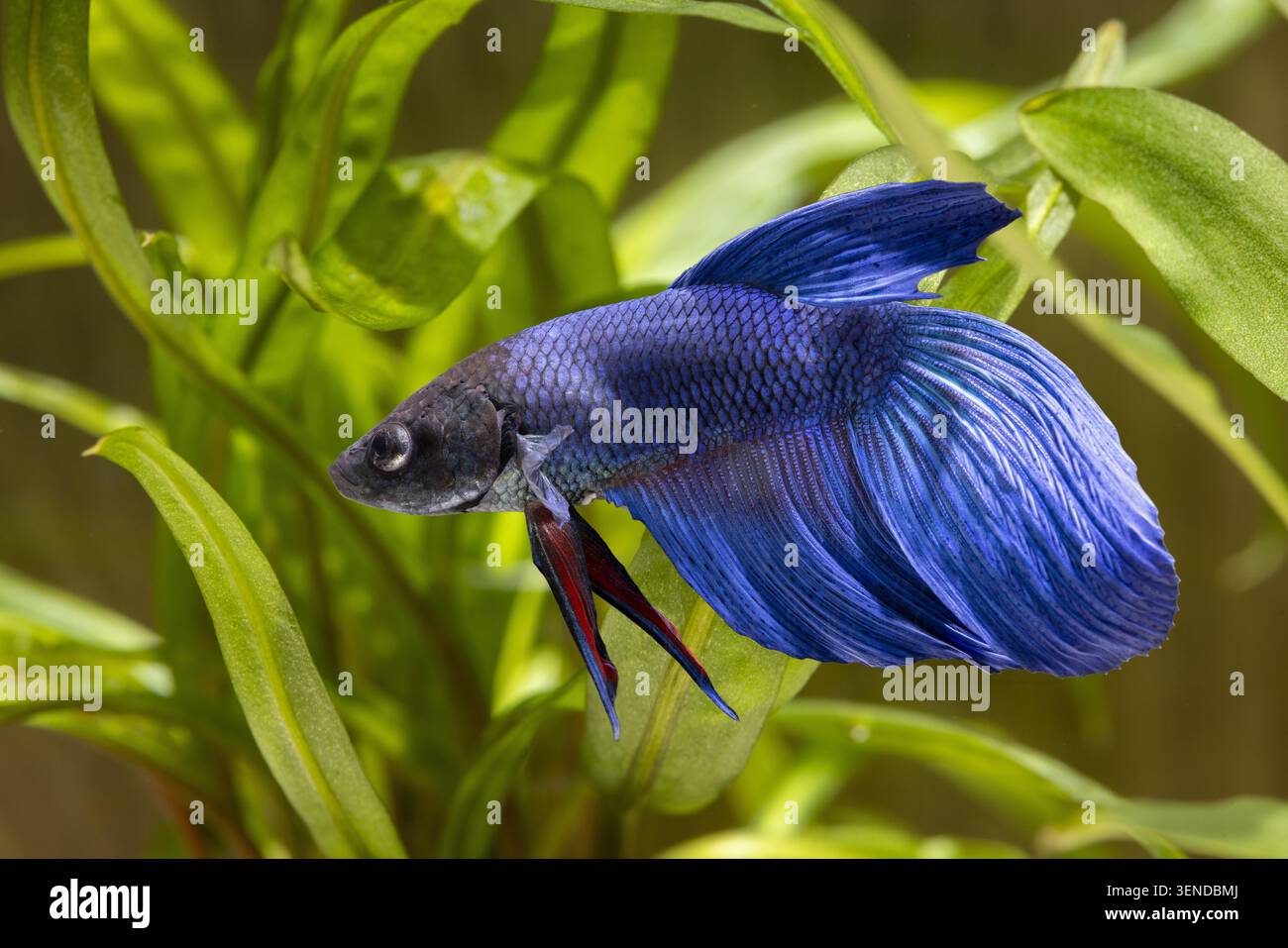 Blue and black siamese fighting fish in an aquarium among plants Stock ...