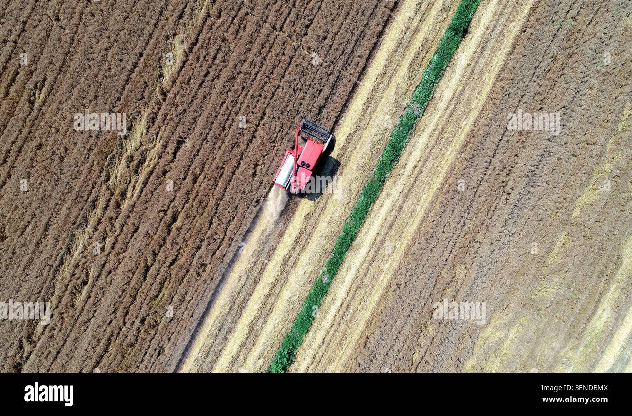 Agricultural workers use specialized harvesters to collect lodged wheat ...