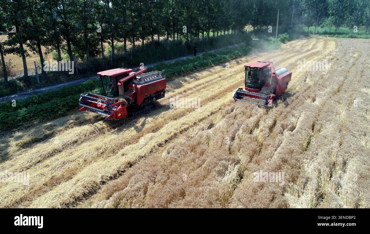 Agricultural workers use specialized harvesters to collect lodged wheat ...