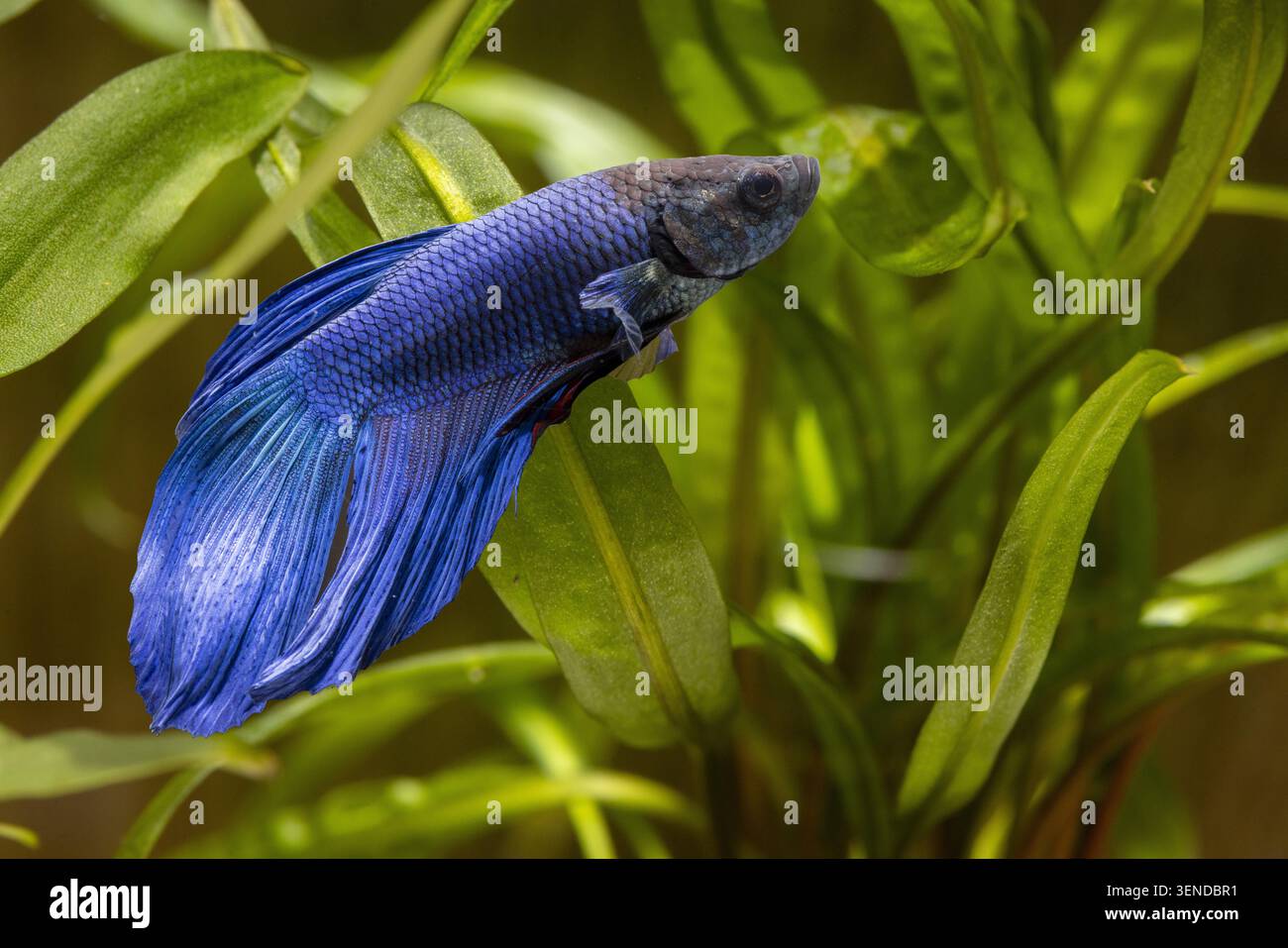Blue and black siamese fighting fish in an aquarium among plants Stock ...