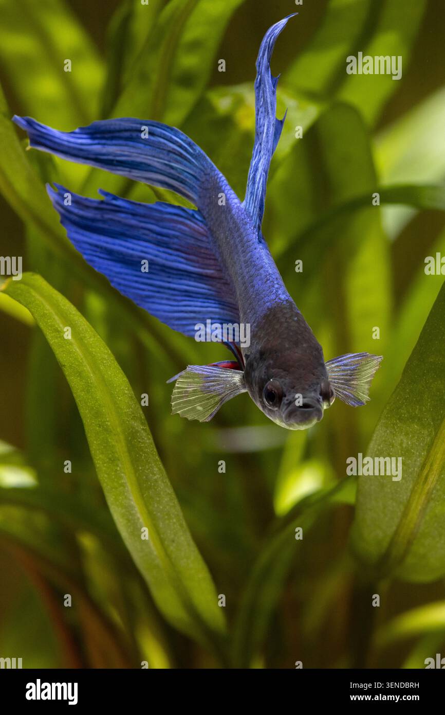 Blue and black siamese fighting fish in an aquarium among plants Stock ...