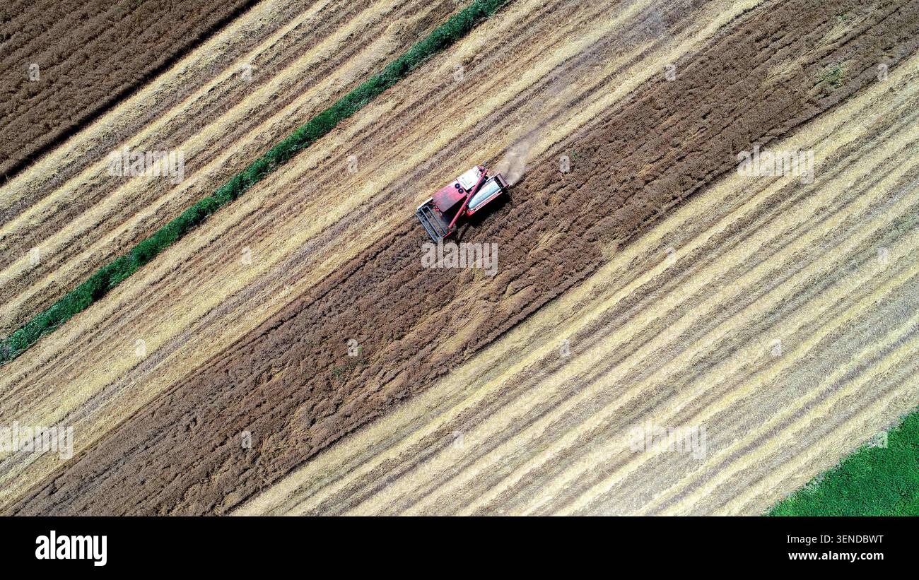 Agricultural workers use specialized harvesters to collect lodged wheat ...