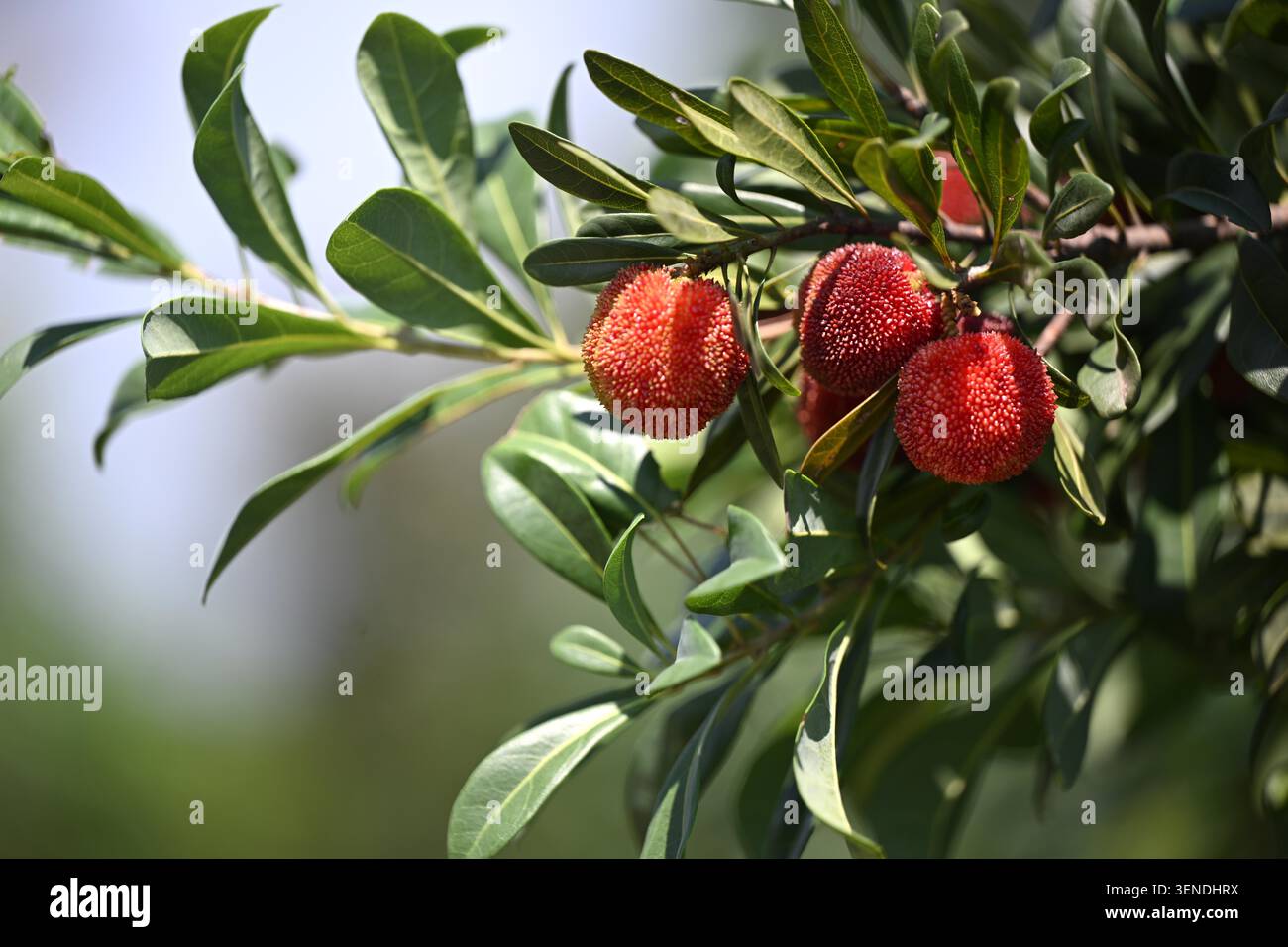 Bayberries ripen at Haotian Orchard in Xiaohuang Town, Dongxiang ...