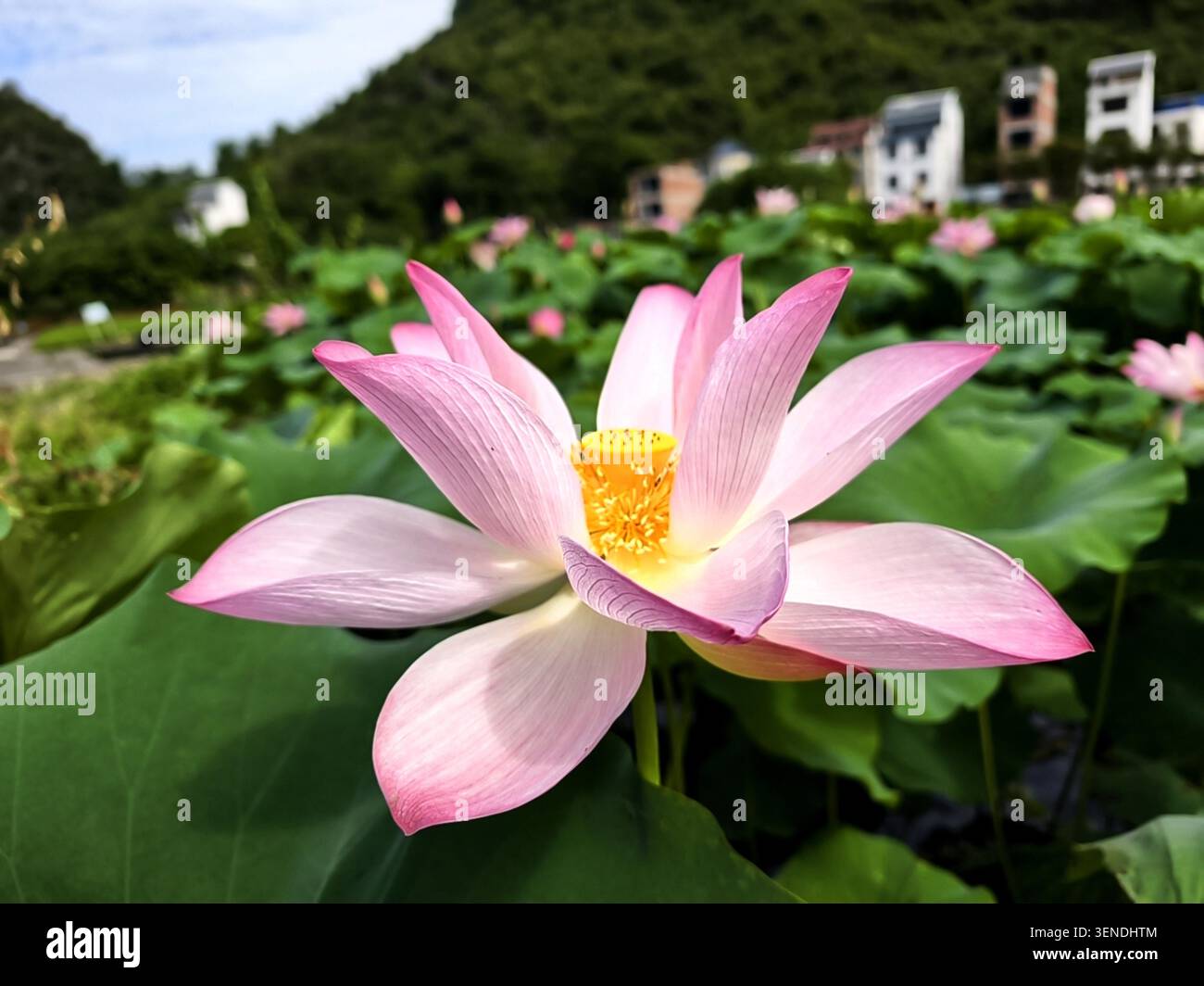 Lotus flowers bloom in a pond at Banhe Village, Chengguan Town ...