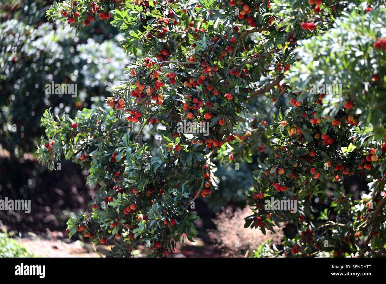 Bayberries ripen at Haotian Orchard in Xiaohuang Town, Dongxiang ...