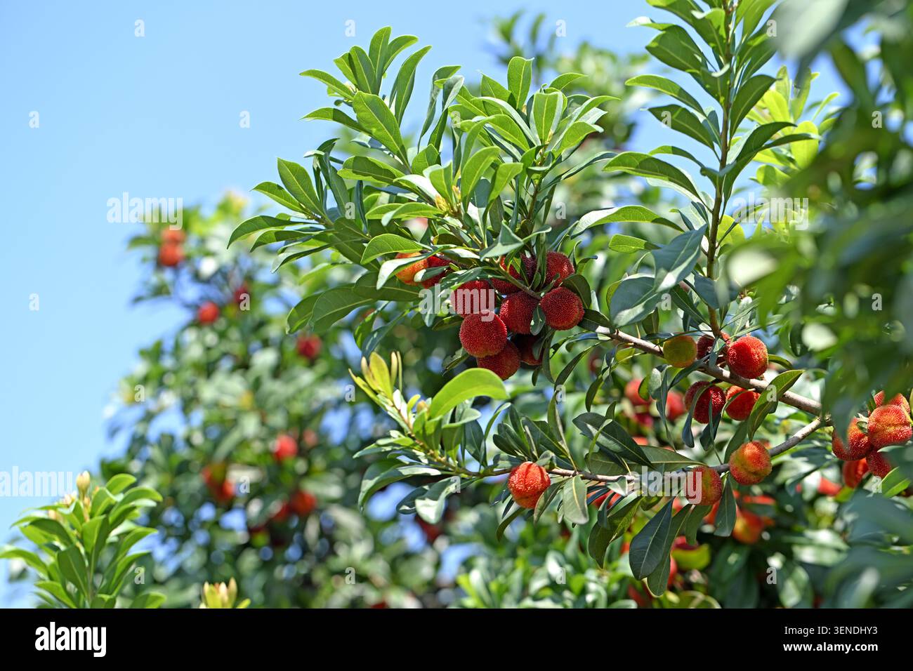 Bayberries ripen at Haotian Orchard in Xiaohuang Town, Dongxiang ...
