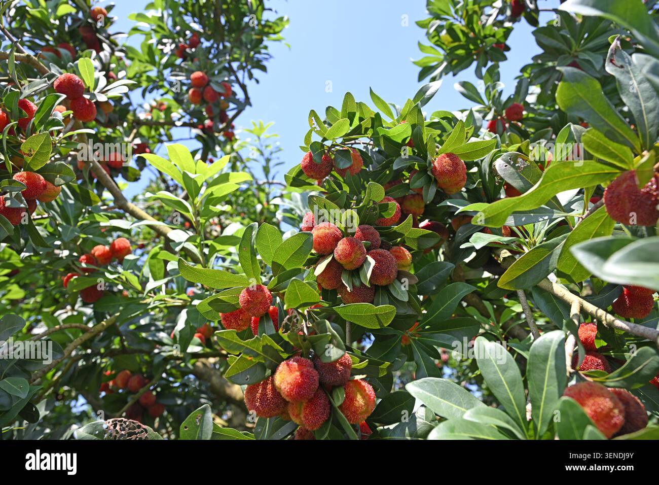 Bayberries ripen at Haotian Orchard in Xiaohuang Town, Dongxiang ...