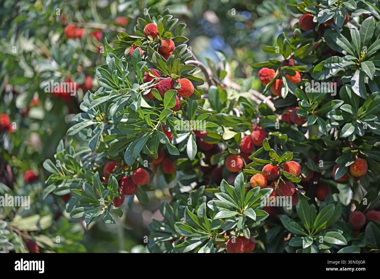 Bayberries ripen at Haotian Orchard in Xiaohuang Town, Dongxiang ...