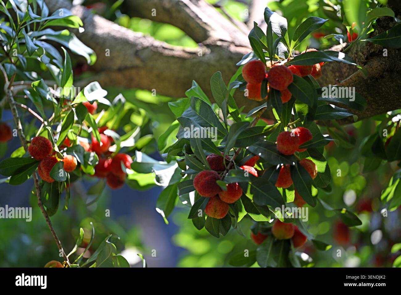 Bayberries ripen at Haotian Orchard in Xiaohuang Town, Dongxiang ...