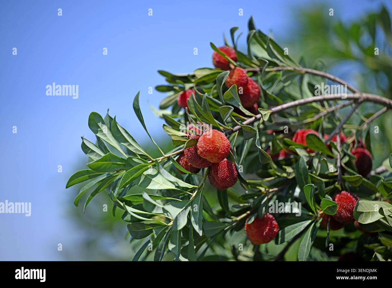 Bayberries ripen at Haotian Orchard in Xiaohuang Town, Dongxiang ...