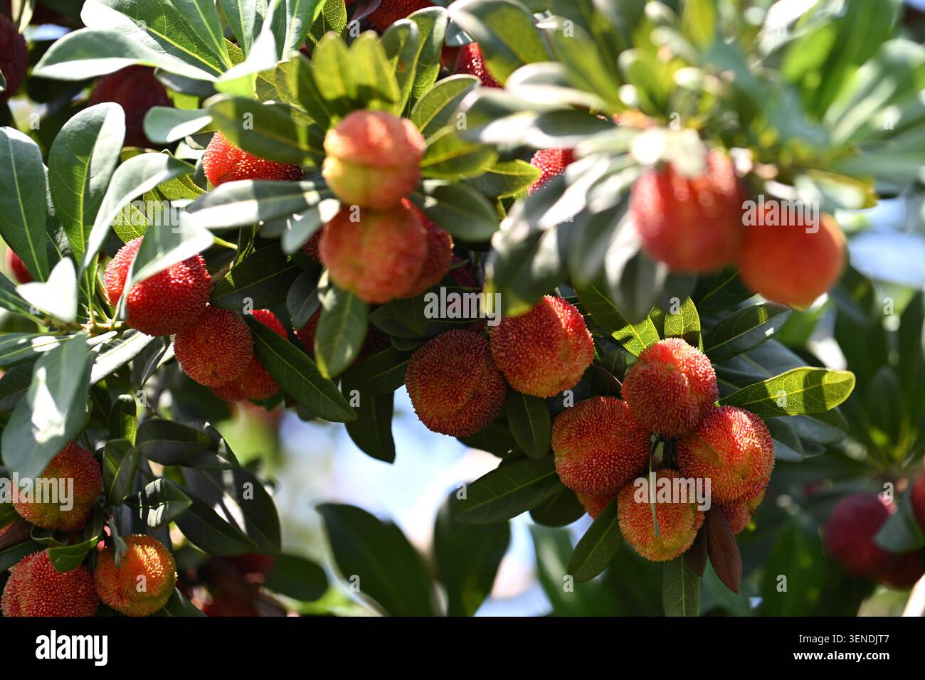 Bayberries ripen at Haotian Orchard in Xiaohuang Town, Dongxiang ...