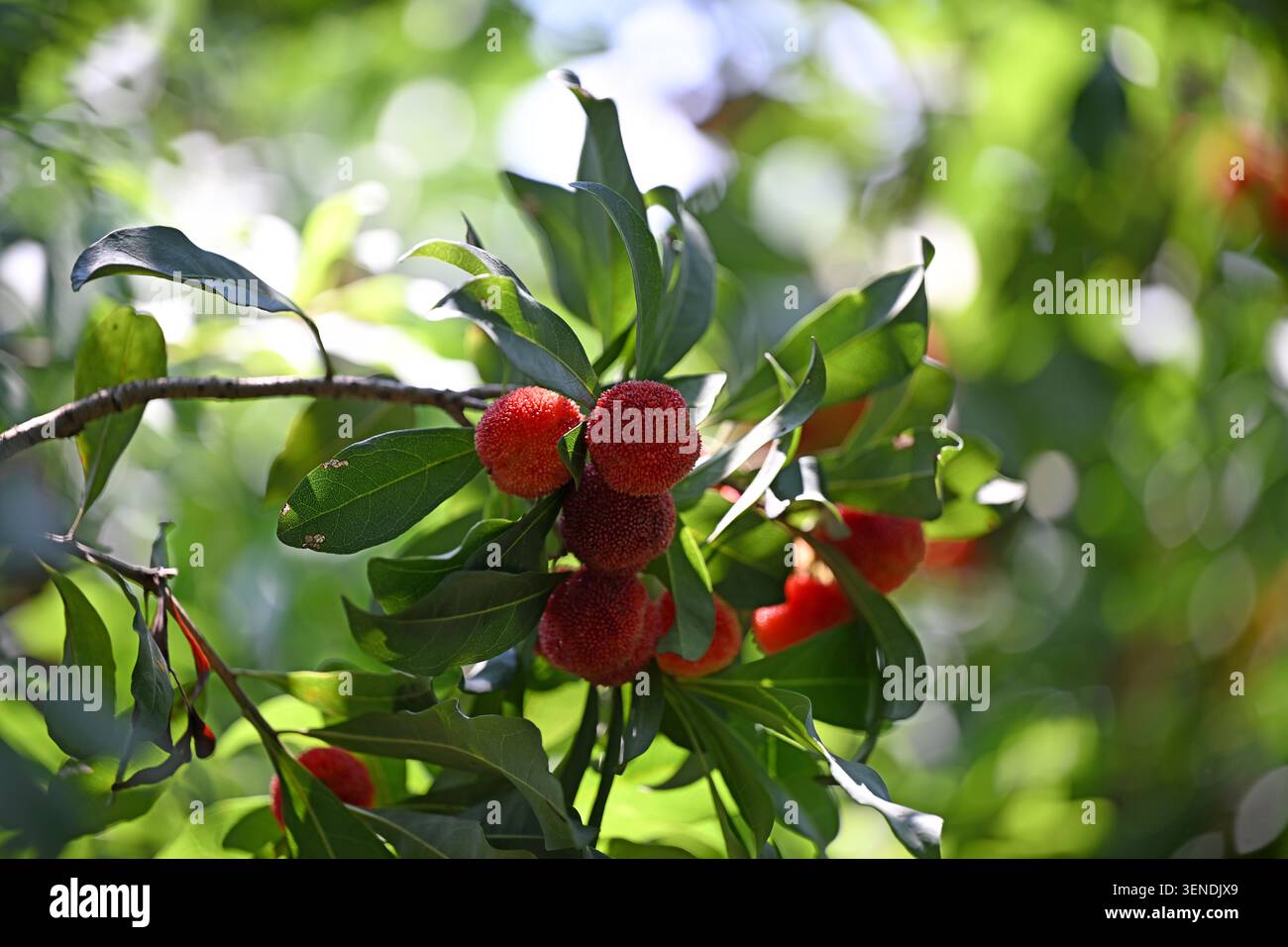 Bayberries ripen at Haotian Orchard in Xiaohuang Town, Dongxiang ...
