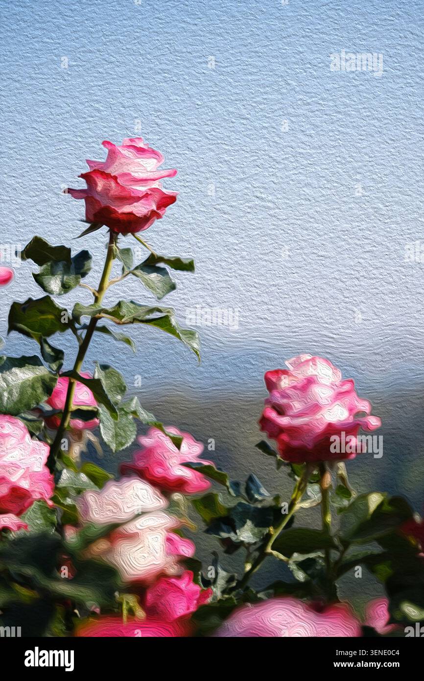 Abstract oil painting style pink roses in garden with blue grey canvas ...