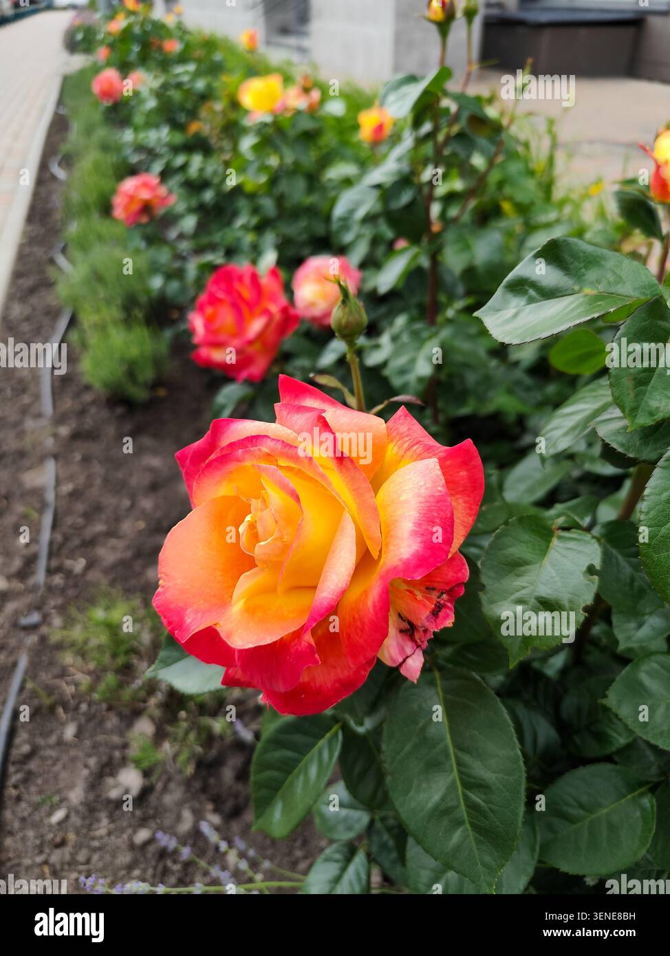 Beautiful Bicolor Red and Yellow Rose Blooming on Flowerbed in City ...
