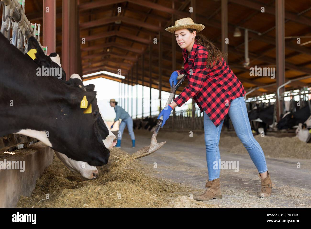 Farmer working in cowshed, engaged in breeding of milking holstein cows ...