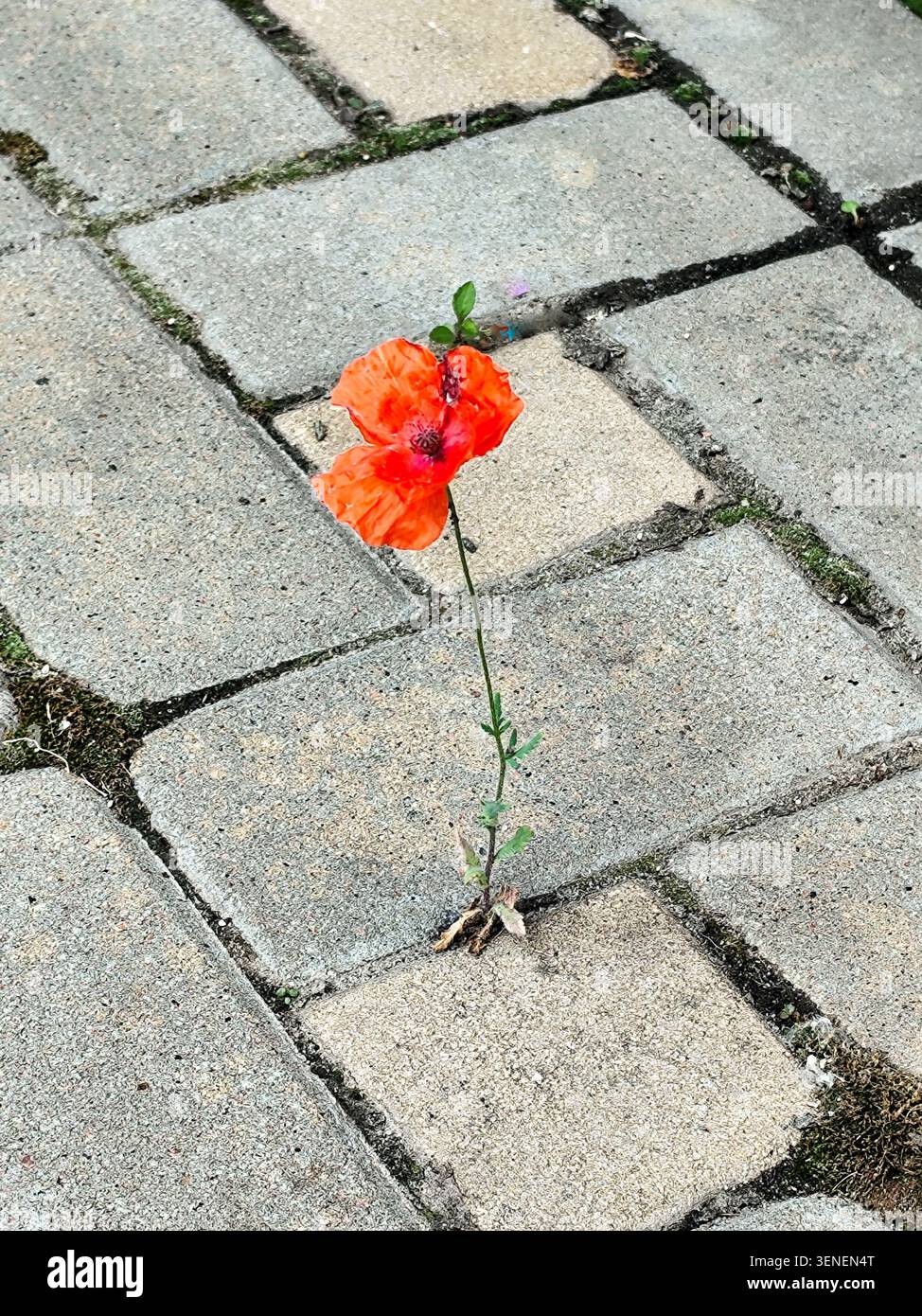 Red Poppy Flower Growing through Concrete Paving Slabs on Street Stock ...