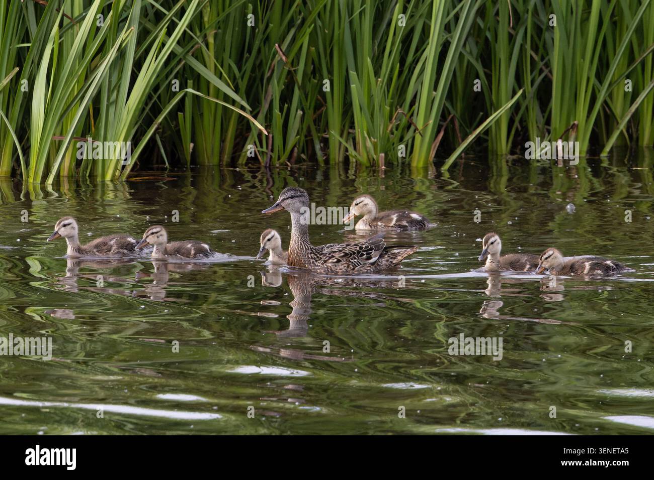 Gadwall (Anas strepera) Suffolk June 2026 Stock Photo - Alamy