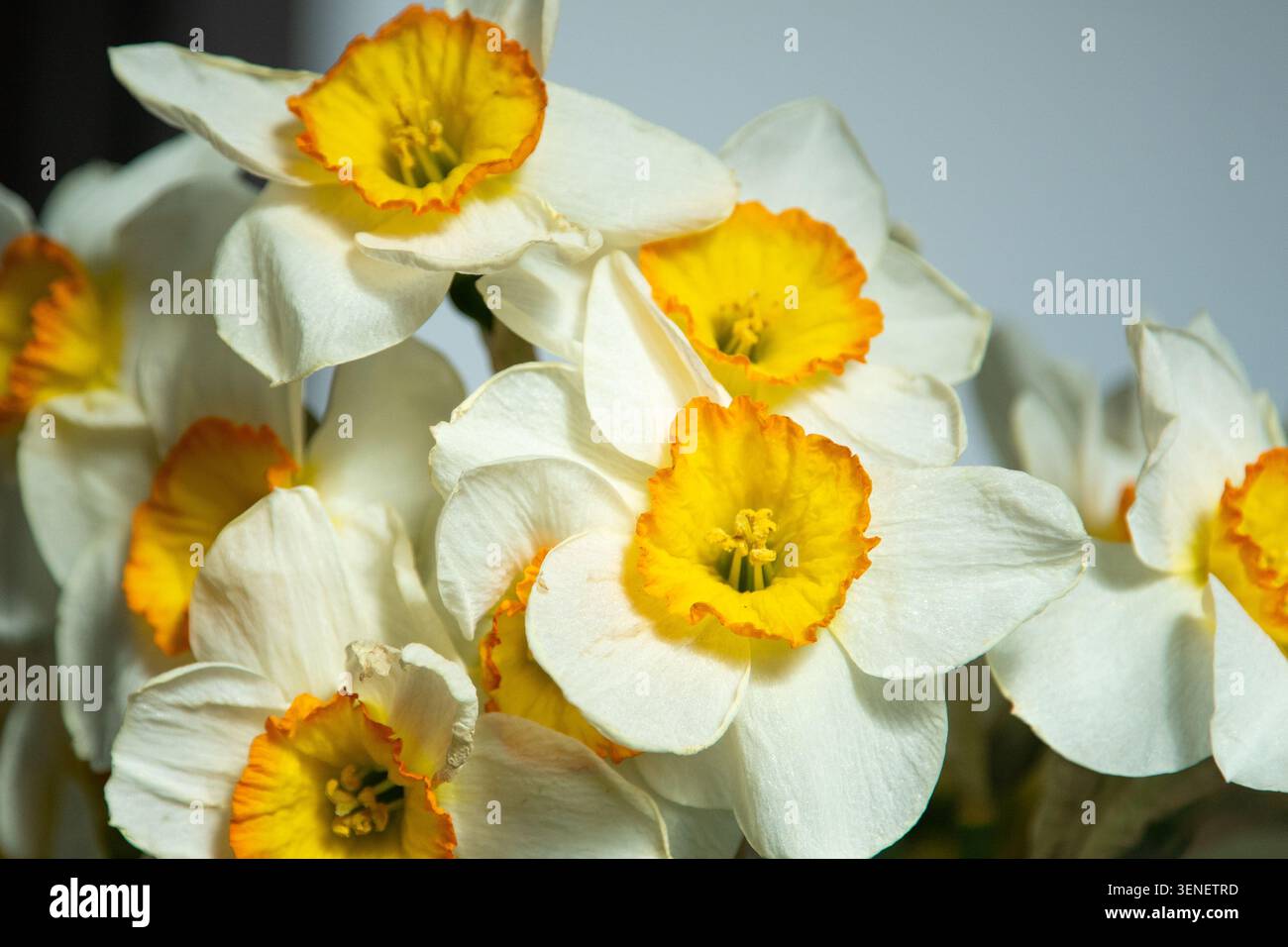 White Daffodil Flowers bud with Bright Orange Cups in Spring Bouquet ...