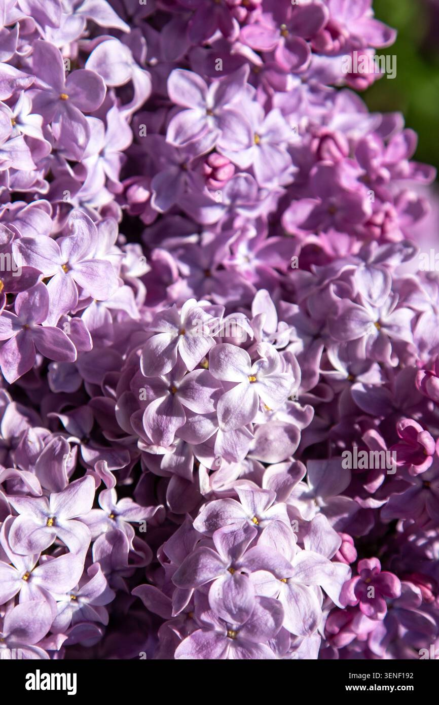 Purple Lilac pink flower Blossom. Syringa Flowers spring nature. Floral ...