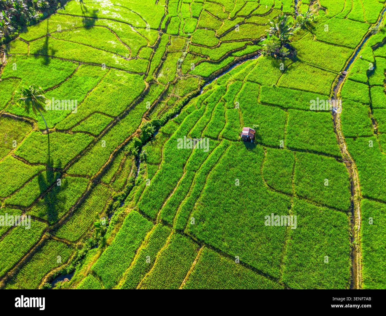 Beautiful morning view in Indonesia, panoramic landscape of rice fields ...