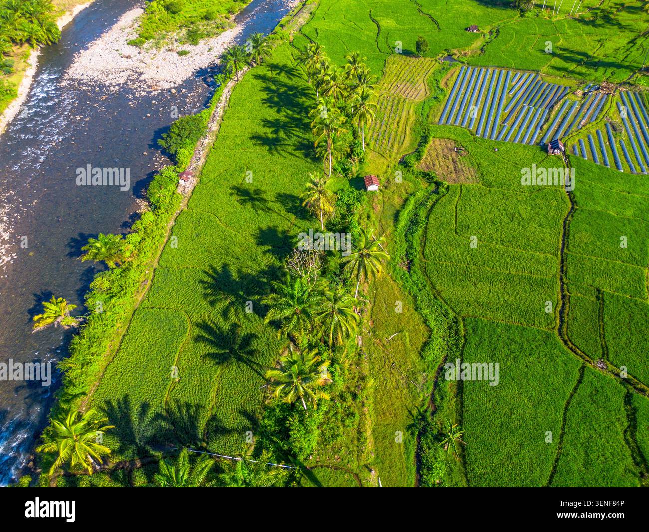 Beautiful morning view in Indonesia, panoramic landscape of rice fields ...