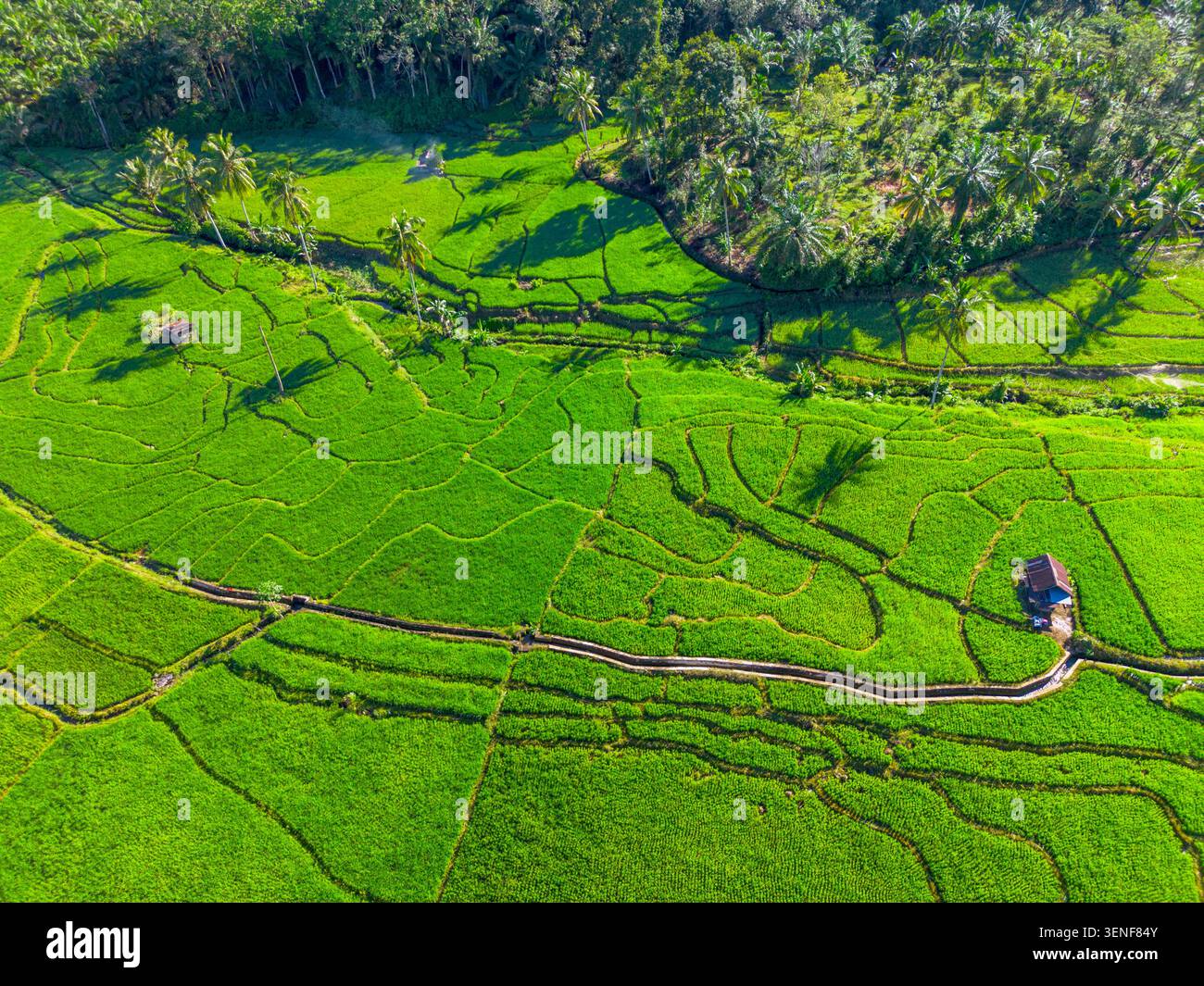 Beautiful morning view in Indonesia, panoramic landscape of rice fields ...