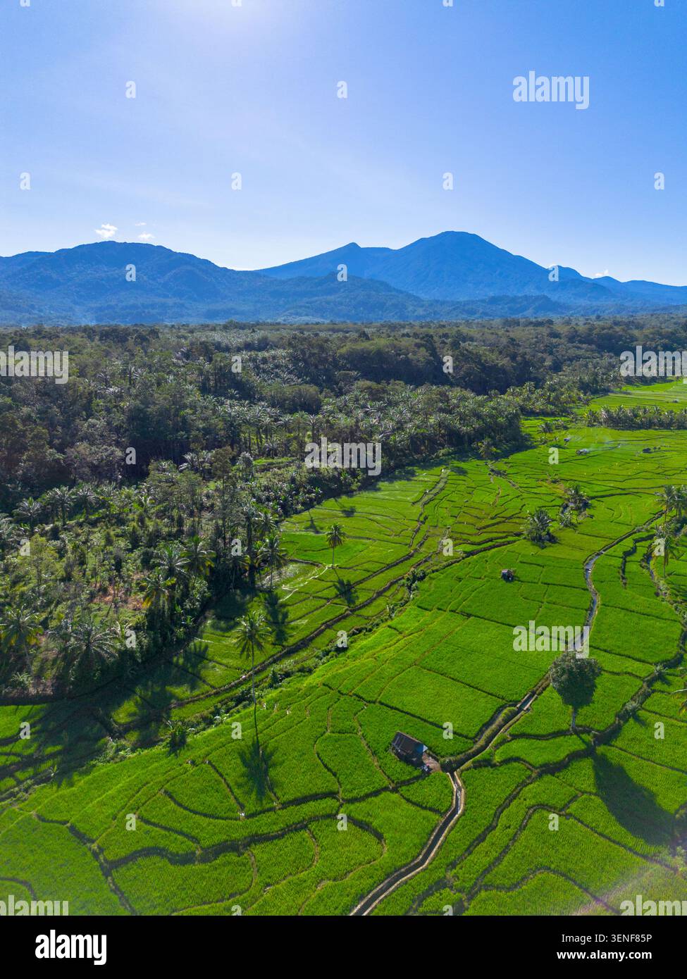 Beautiful morning view in Indonesia, panoramic landscape of rice fields ...