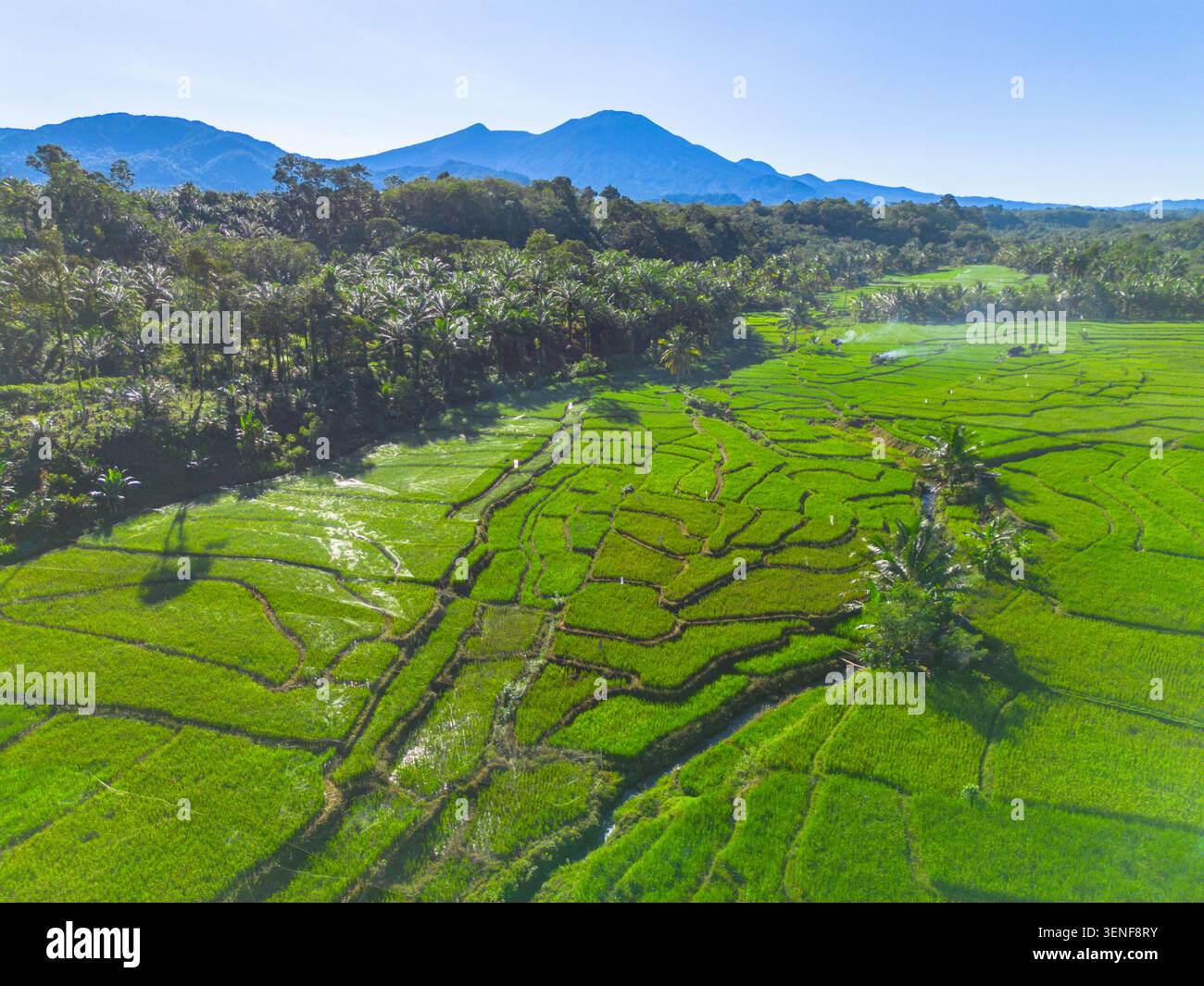Beautiful morning view in Indonesia, panoramic landscape of rice fields ...