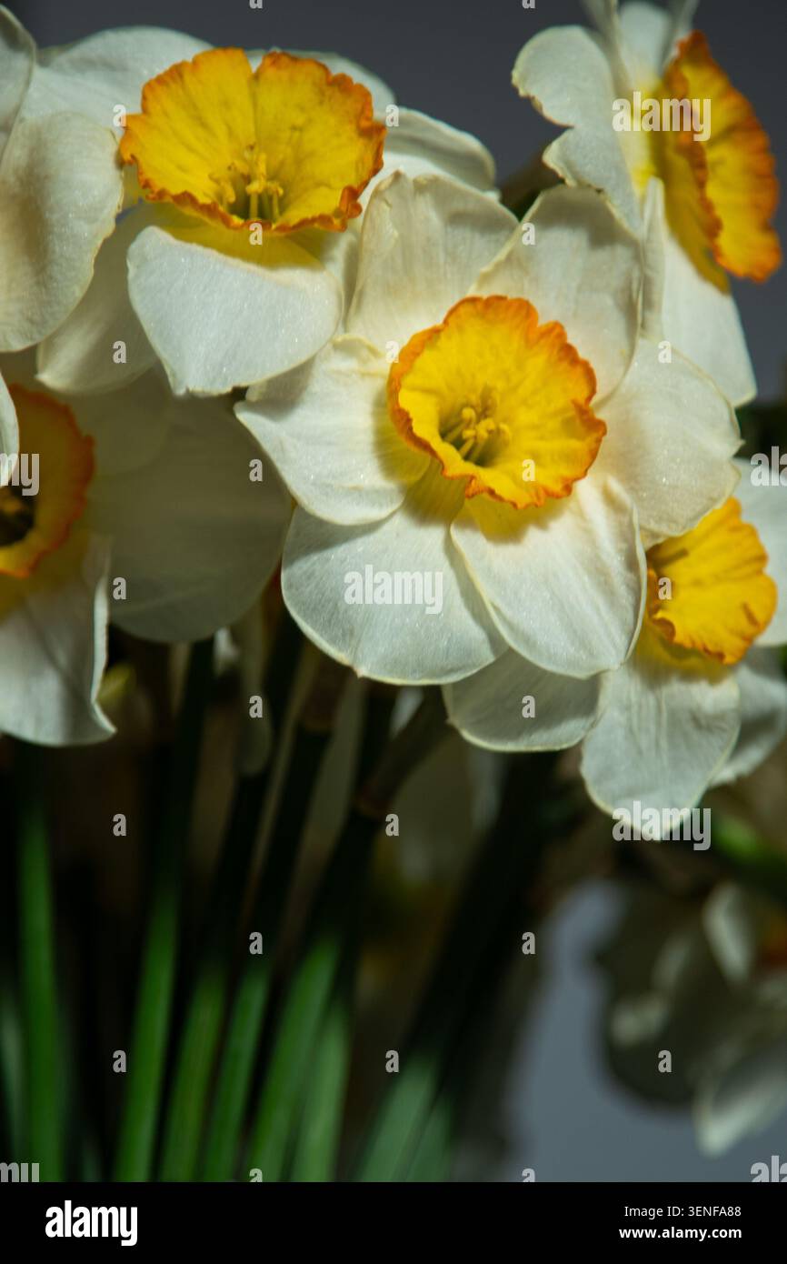 Yellow Daffodil Flowers bud with Bright Orange Cups in Spring Bouquet ...