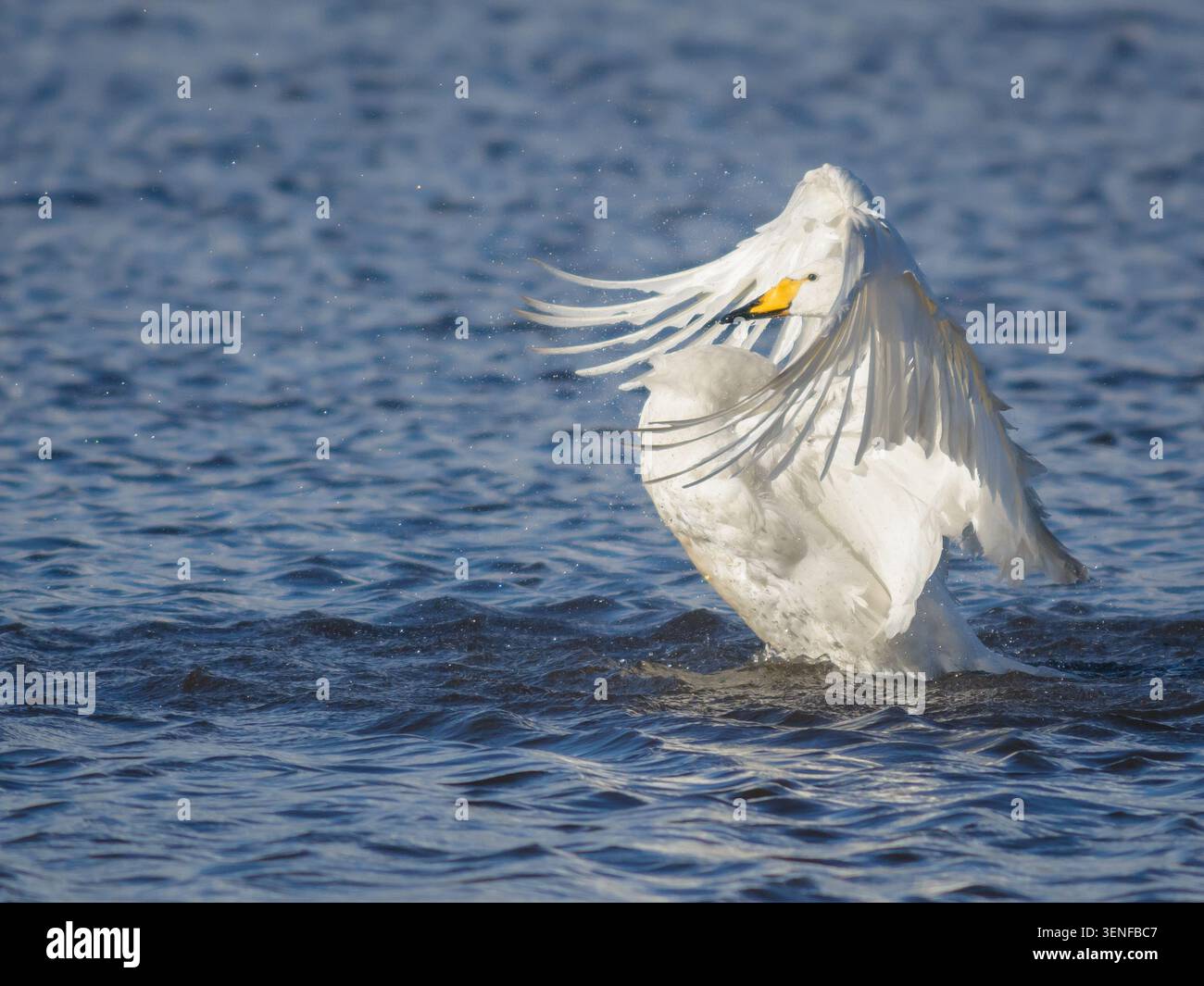 I was observing a Stock Photo - Alamy