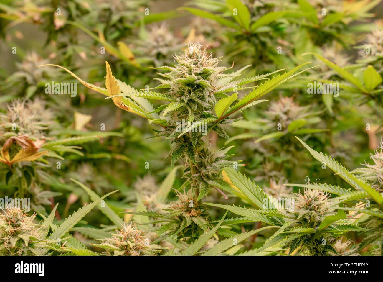 female early blossom marijuana SoG Sea of Green net hemp cultivation ...