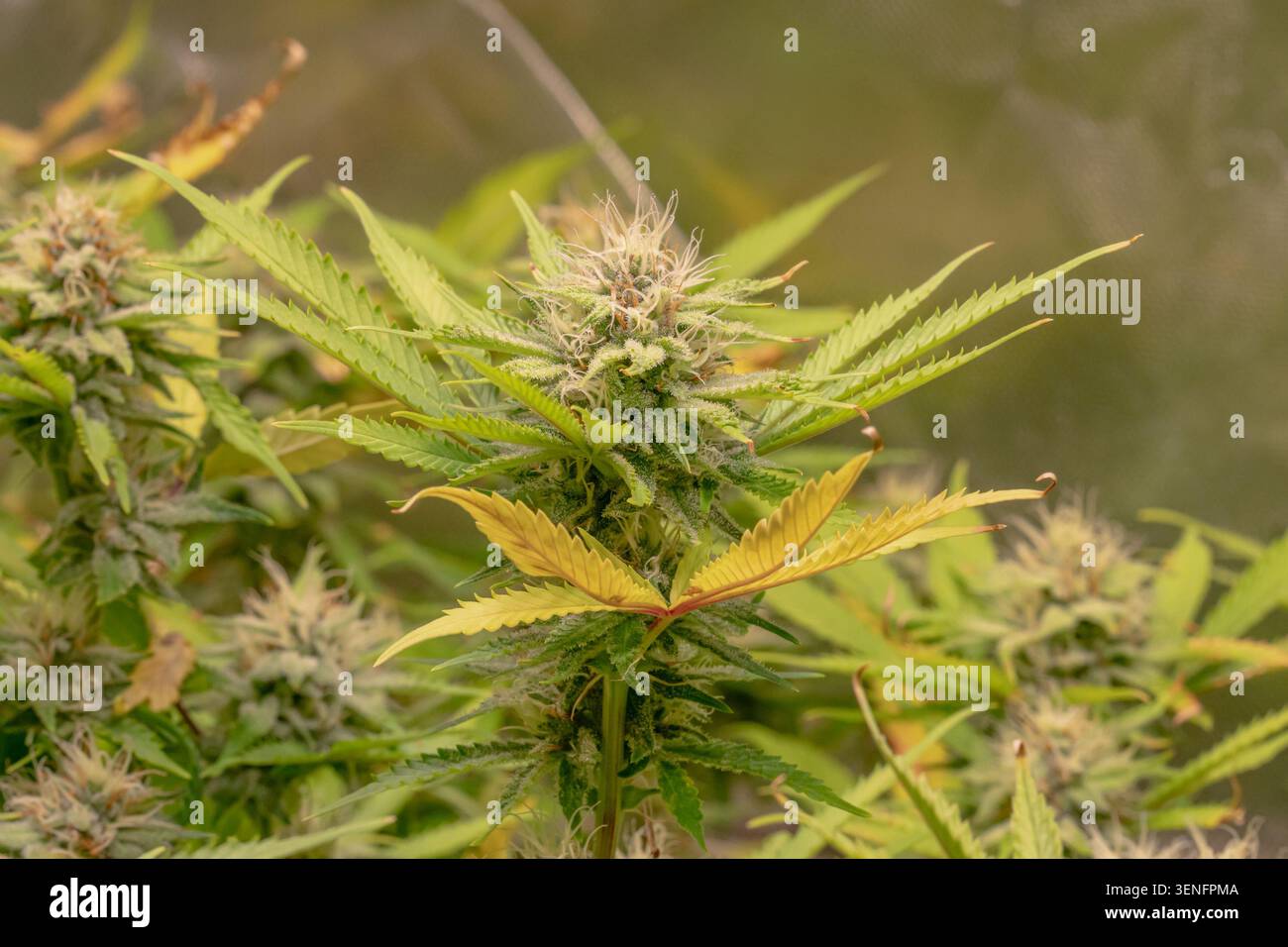 female early blossom marijuana SoG Sea of Green net hemp cultivation ...
