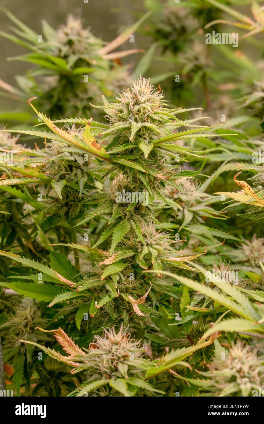 female early blossom marijuana SoG Sea of Green net hemp cultivation ...