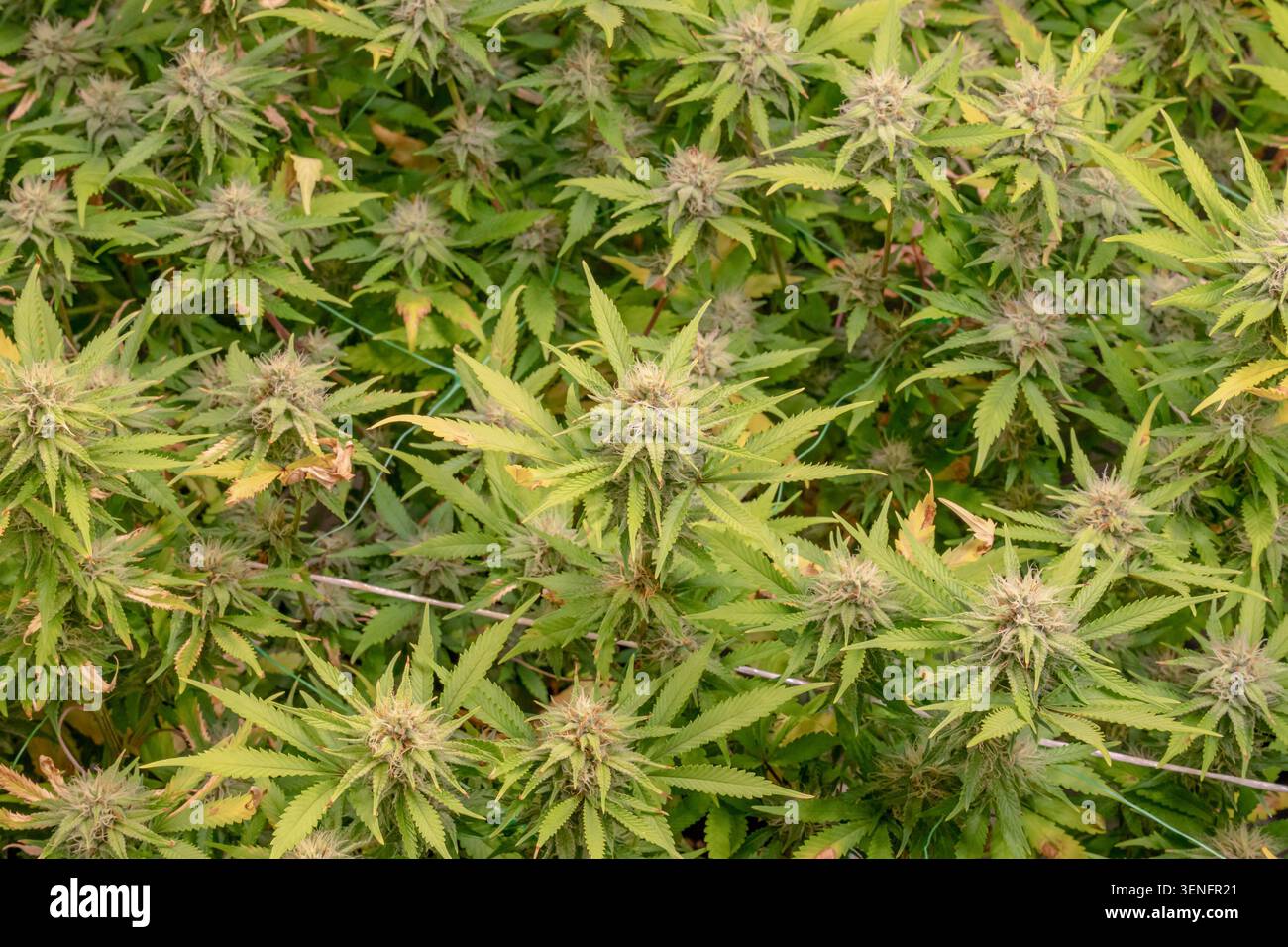 female early blossom marijuana SoG Sea of Green net hemp cultivation ...