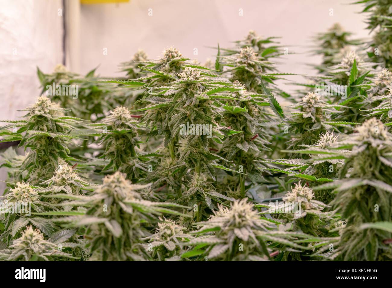 female early blossom marijuana SoG Sea of Green net hemp cultivation ...
