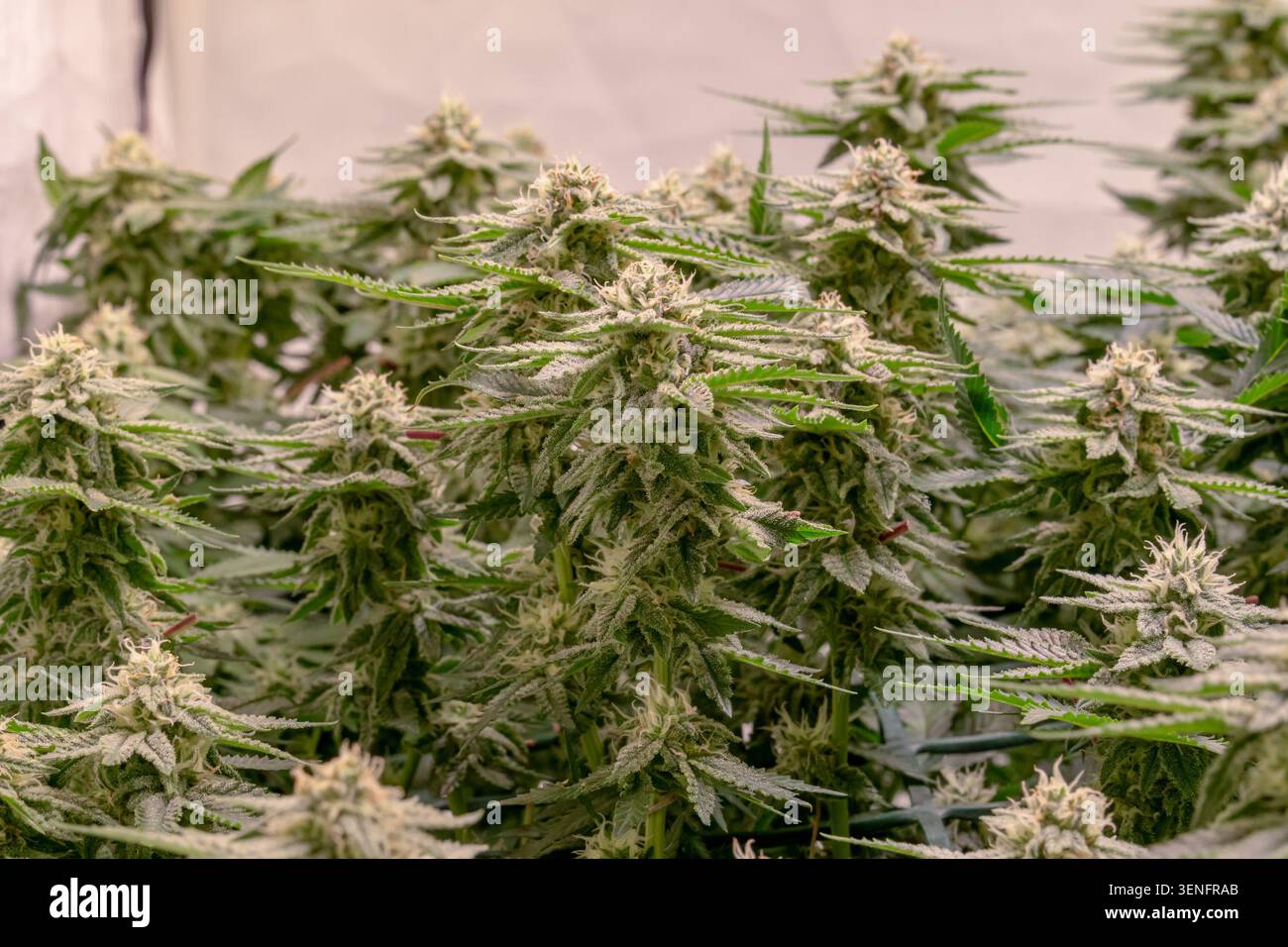 female early blossom marijuana SoG Sea of Green net hemp cultivation ...