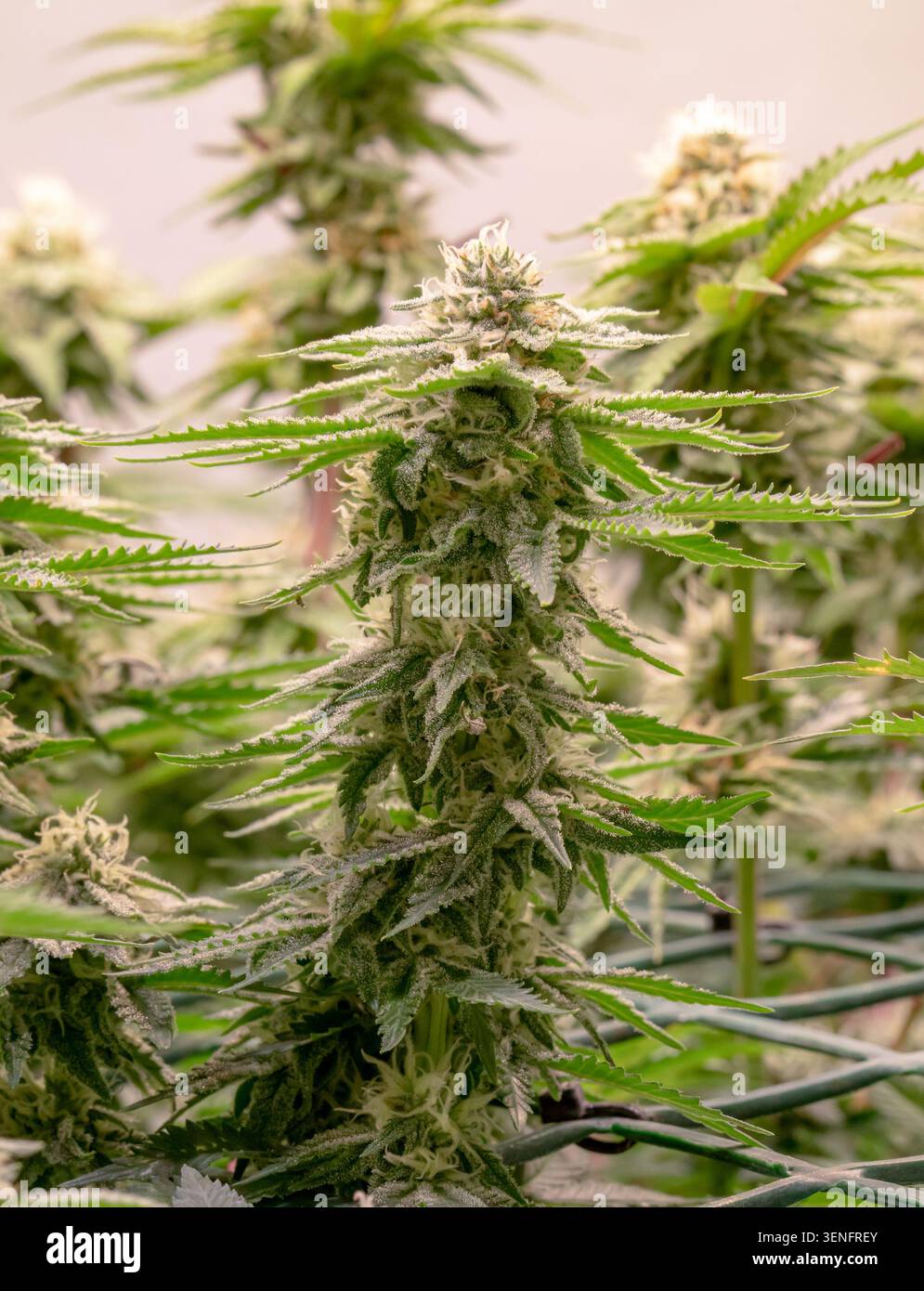 female early blossom marijuana SoG Sea of Green net hemp cultivation ...