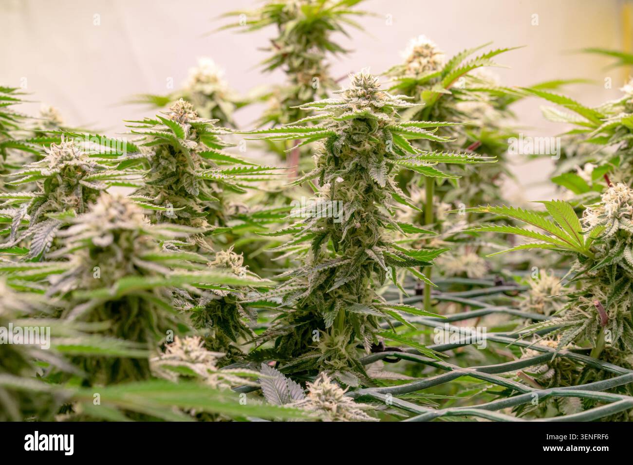 female early blossom marijuana SoG Sea of Green net hemp cultivation ...