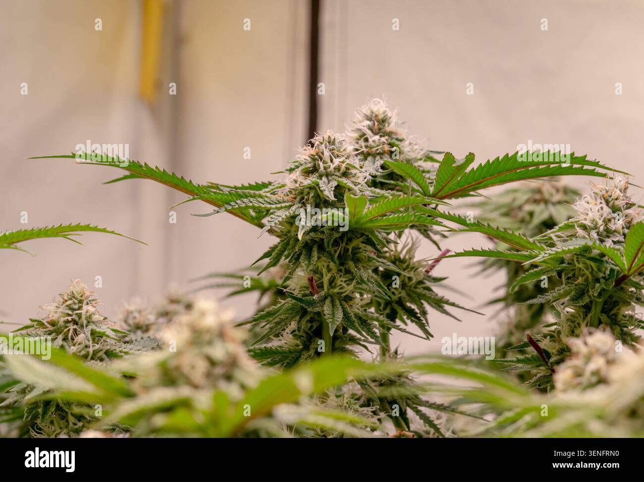 female early blossom marijuana SoG Sea of Green net hemp cultivation ...