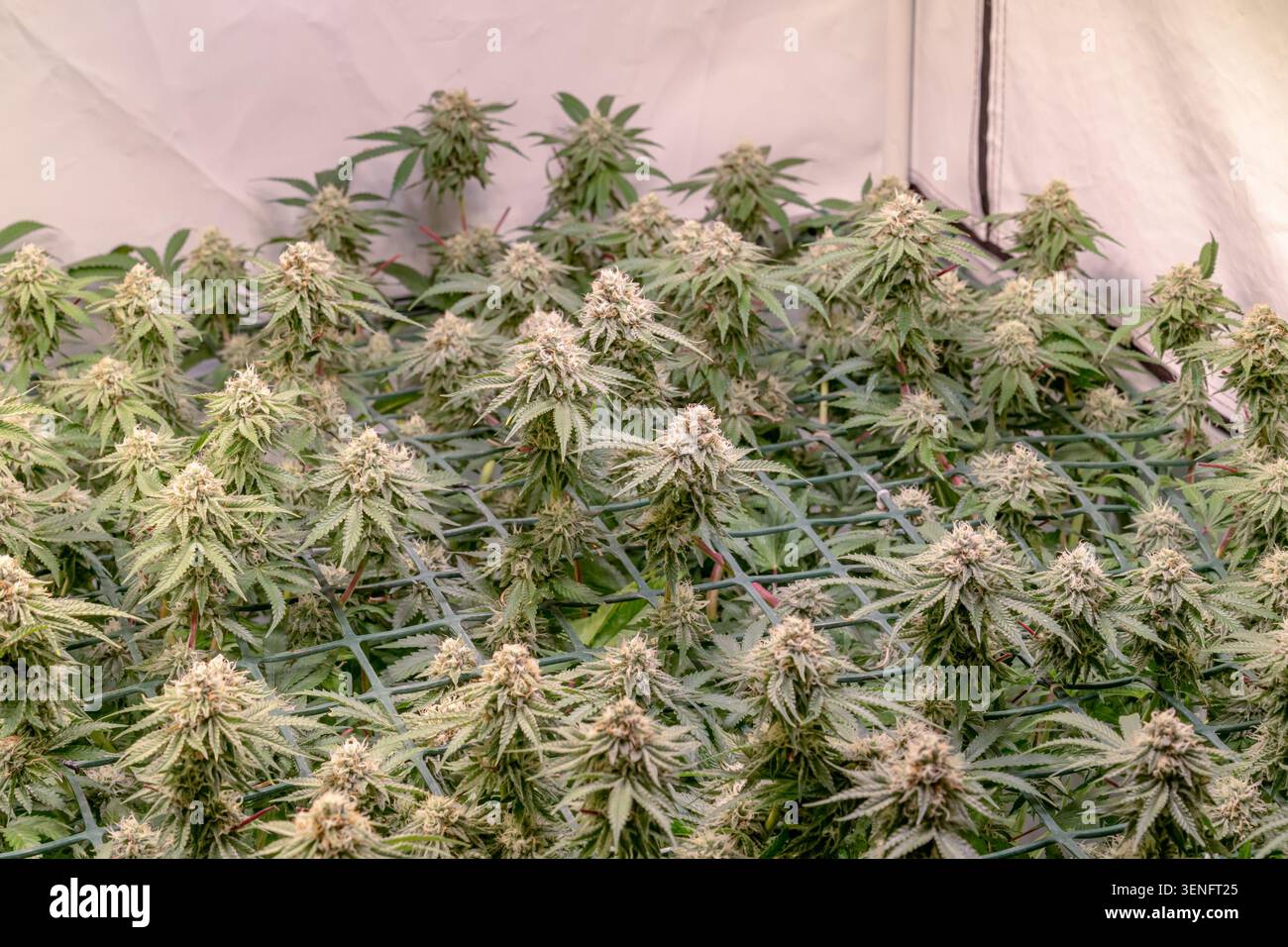 female early blossom marijuana SoG Sea of Green net hemp cultivation ...