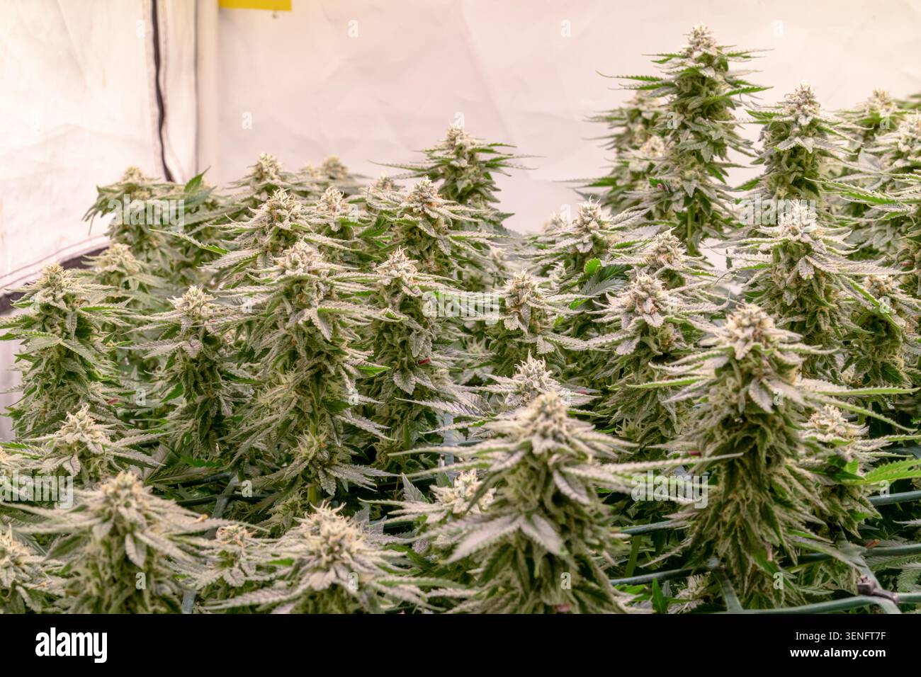female early blossom marijuana SoG Sea of Green net hemp cultivation ...